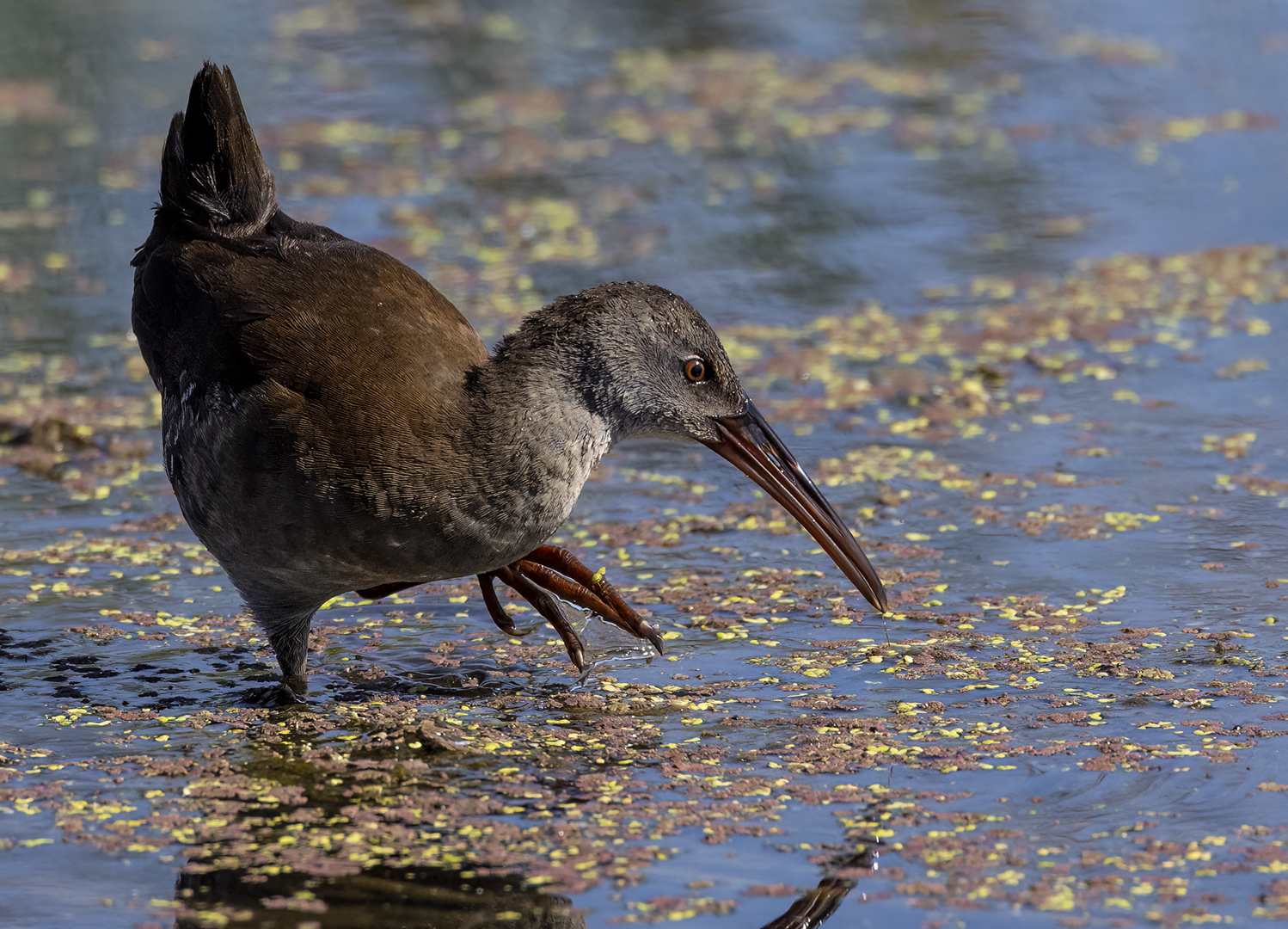 Winning Gallery - 202307 - Chiaroscuro - IPIP Photoclub