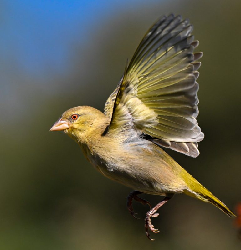 Home - IPIP Photoclub